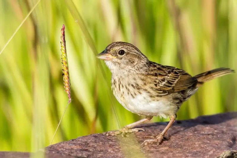 Grassland sparrow - Facts, Diet, Habitat & Pictures on Animalia.bio