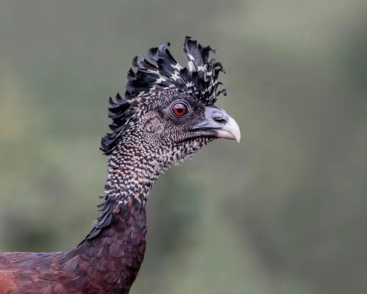 Great curassow - Facts, Diet, Habitat & Pictures on Animalia.bio