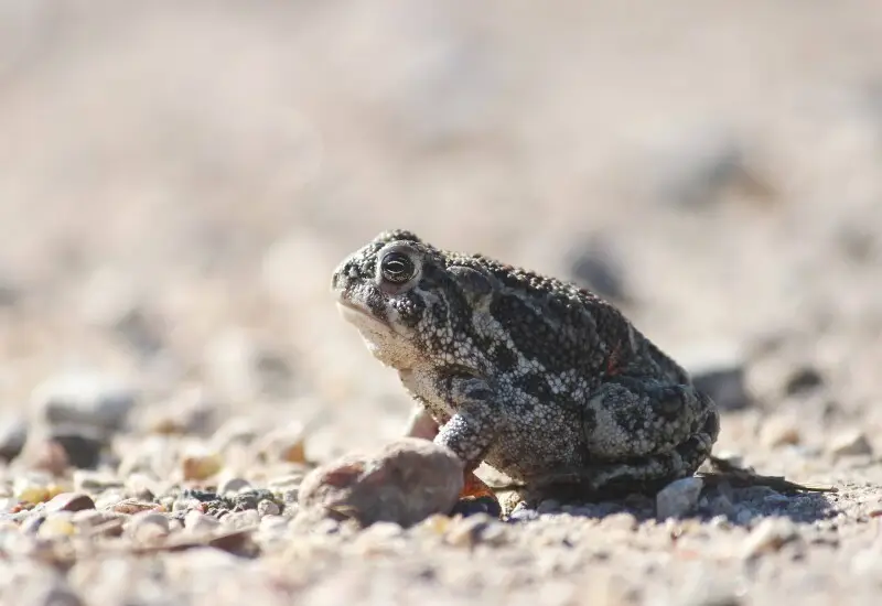 Great Plains toad - Facts, Diet, Habitat & Pictures on Animalia.bio