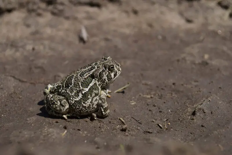 Great Plains toad - Facts, Diet, Habitat & Pictures on Animalia.bio