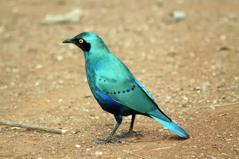 Greater blue-eared starling - Facts, Diet, Habitat & Pictures on ...