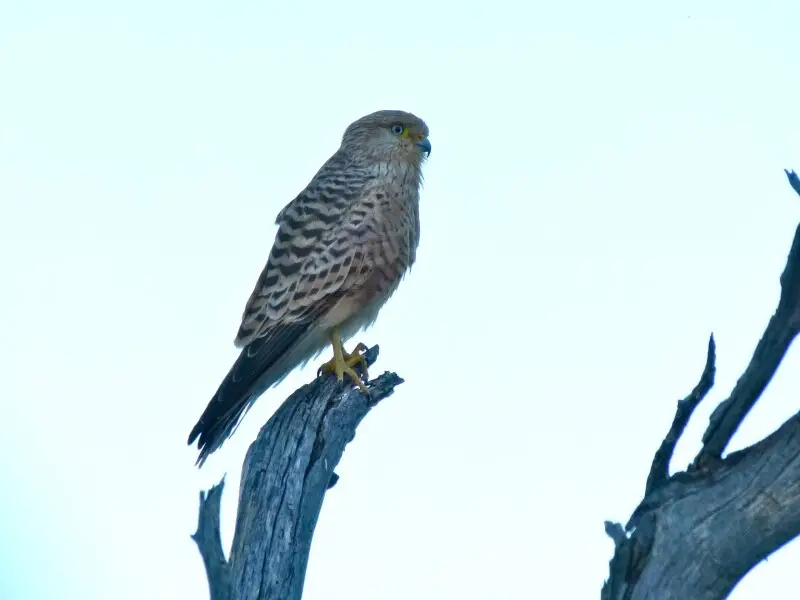 Greater kestrel - Facts, Diet, Habitat & Pictures on Animalia.bio