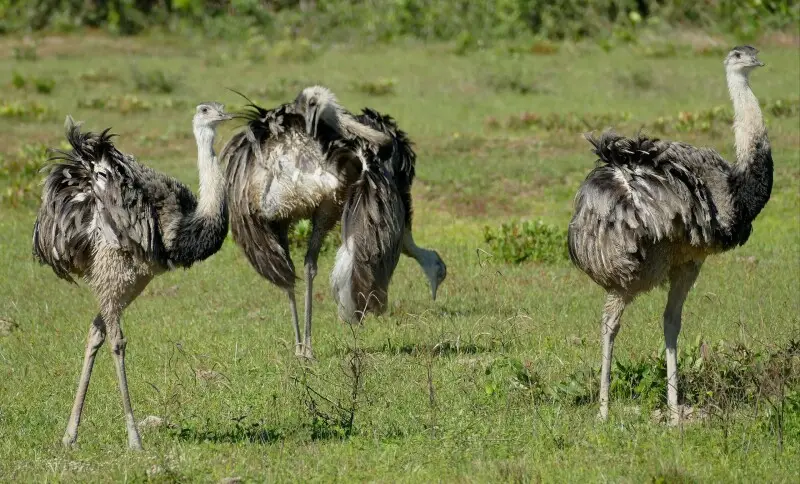 Greater rhea - Facts, Diet, Habitat & Pictures on Animalia.bio