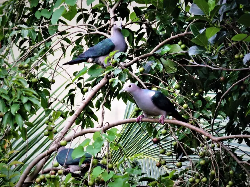 Green imperial pigeon - Facts, Diet, Habitat & Pictures on Animalia.bio