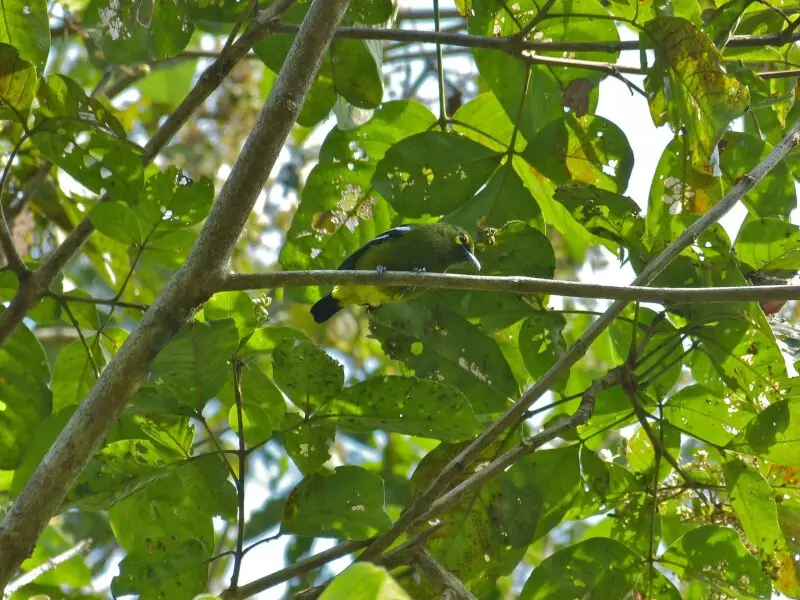 Green iora - Facts, Diet, Habitat & Pictures on Animalia.bio
