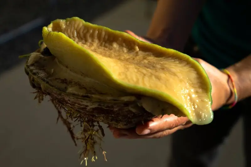 Haliotis laevigata - Facts, Diet, Habitat & Pictures on Animalia.bio