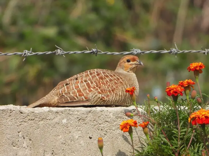 Grey francolin - Facts, Diet, Habitat & Pictures on Animalia.bio