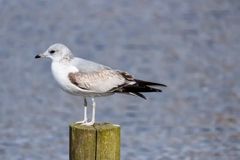 Common gull - Facts, Diet, Habitat & Pictures on Animalia.bio