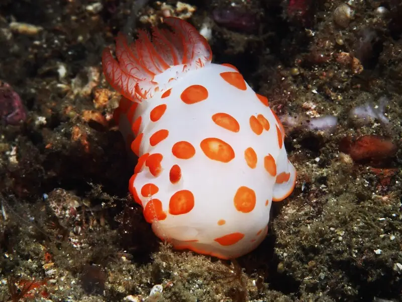 Gymnodoris rubropapulosa - Fatti, dieta, habitat e immagini su Animalia.bio