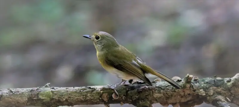 Hainan blue flycatcher - Facts, Diet, Habitat & Pictures on Animalia.bio