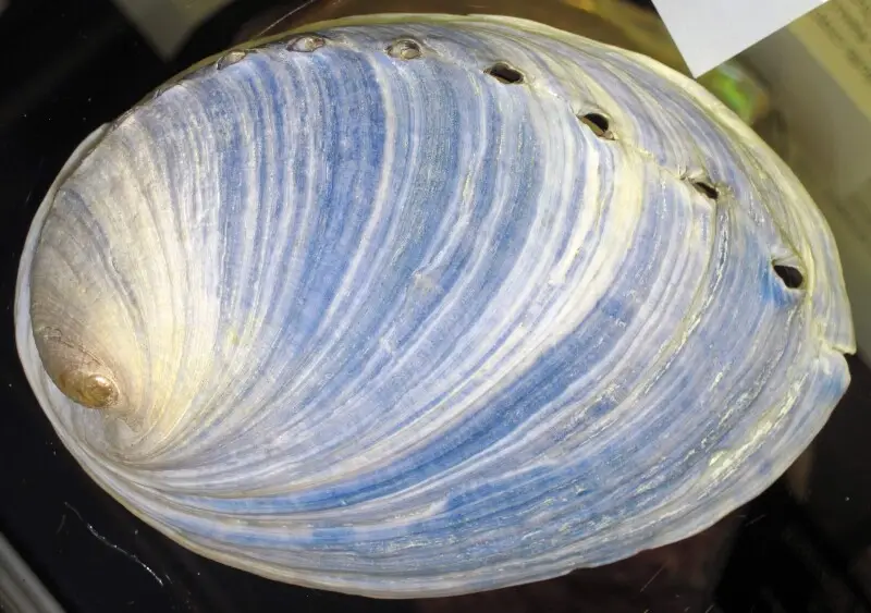 Haliotis iris - Facts, Diet, Habitat & Pictures on Animalia.bio