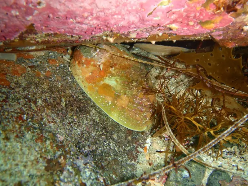 Haliotis laevigata - Facts, Diet, Habitat & Pictures on Animalia.bio