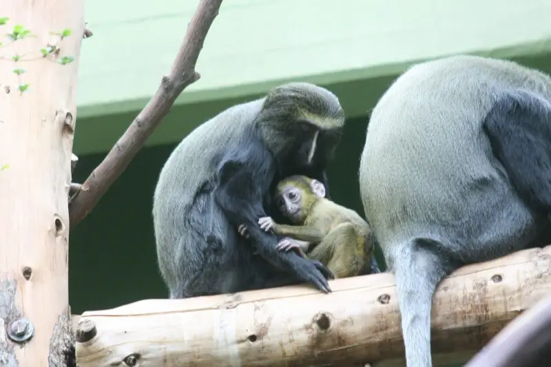 Hamlyn's monkey - Facts, Diet, Habitat & Pictures on Animalia.bio