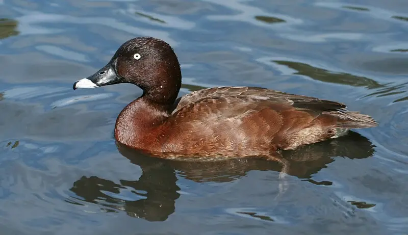 Hardhead - Facts, Diet, Habitat & Pictures on Animalia.bio