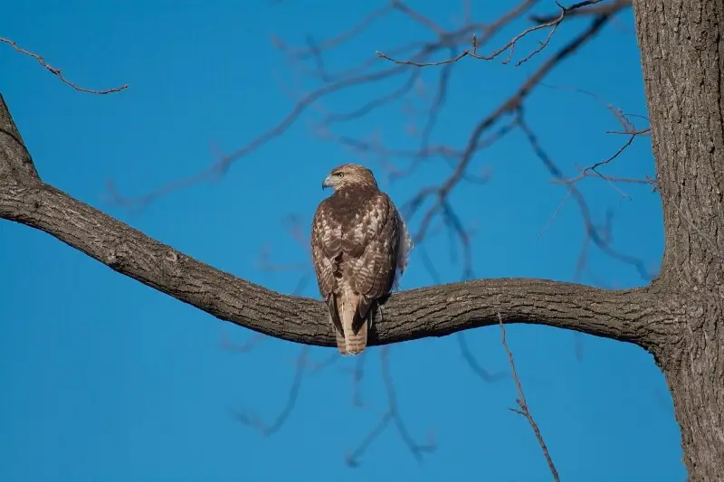 Eastern red-tailed hawk - Facts, Diet, Habitat & Pictures on Animalia.bio