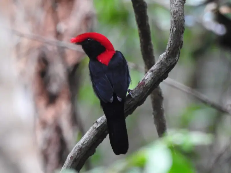 Helmeted manakin - Facts, Diet, Habitat & Pictures on Animalia.bio