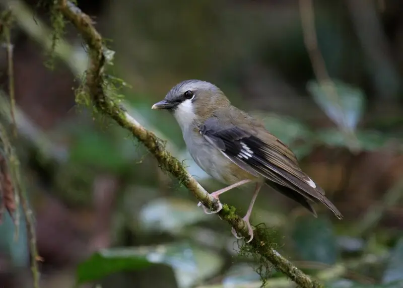 Grey-headed robin - Facts, Diet, Habitat & Pictures on Animalia.bio