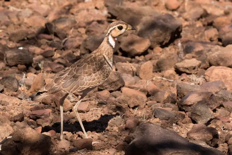 Three-banded courser - Facts, Diet, Habitat & Pictures on Animalia.bio