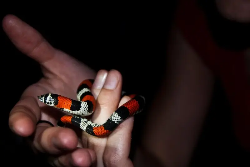 Xenodon pulcher - Facts, Diet, Habitat & Pictures on Animalia.bio