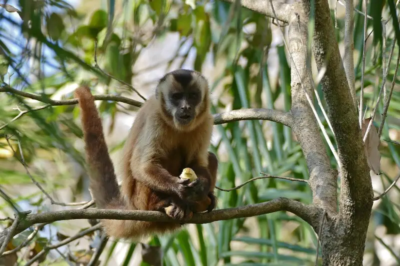 Sapajus cay - факти, дієта, ареал і фотографії на Animalia.bio