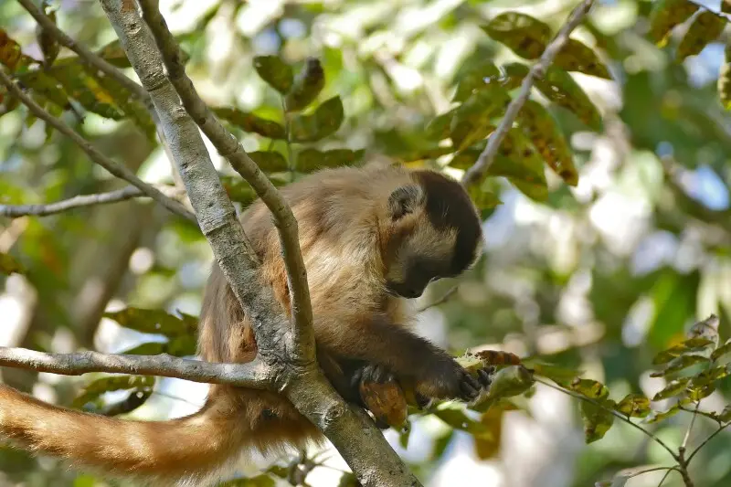 Azaras's capuchin - Facts, Diet, Habitat & Pictures on Animalia.bio