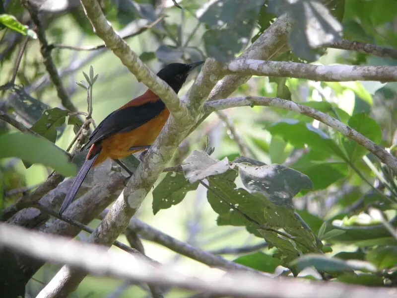 Hooded pitohui - Facts, Diet, Habitat & Pictures on Animalia.bio