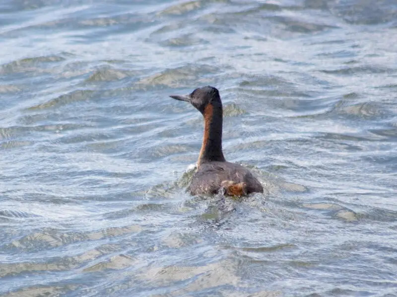 Great grebe - Facts, Diet, Habitat & Pictures on Animalia.bio