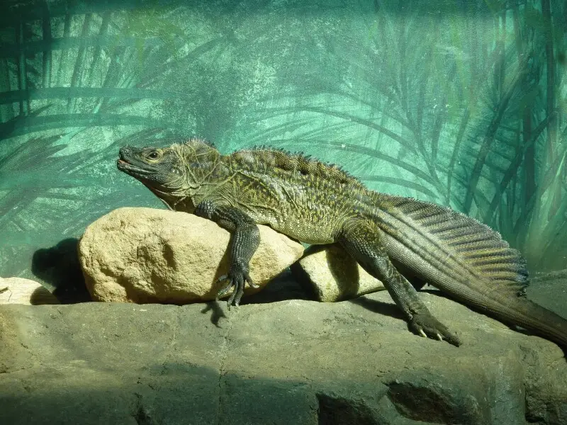 Philippine sailfin lizard - Facts, Diet, Habitat & Pictures on Animalia.bio