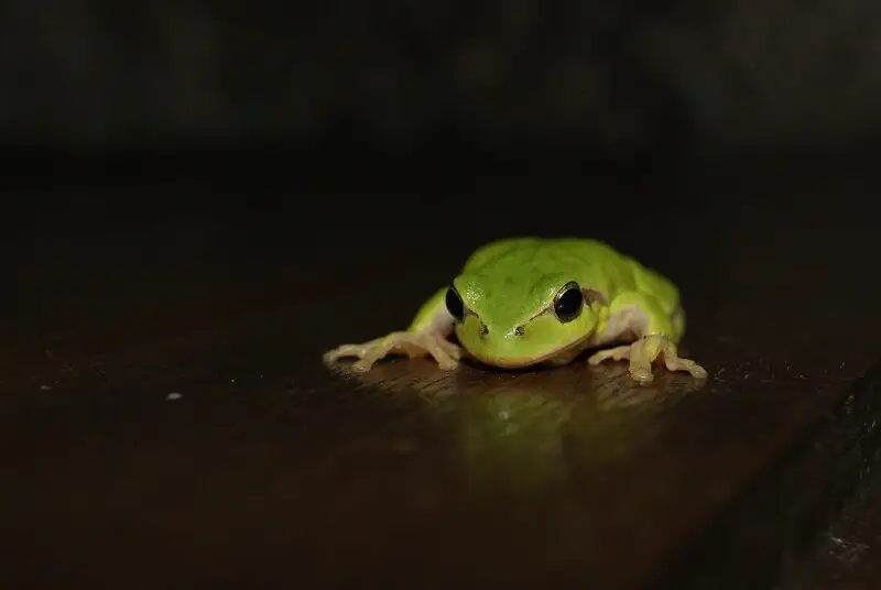 Italian tree frog - Facts, Diet, Habitat & Pictures on Animalia.bio