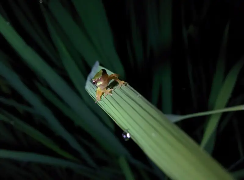 Shensi tree frog - Facts, Diet, Habitat & Pictures on Animalia.bio