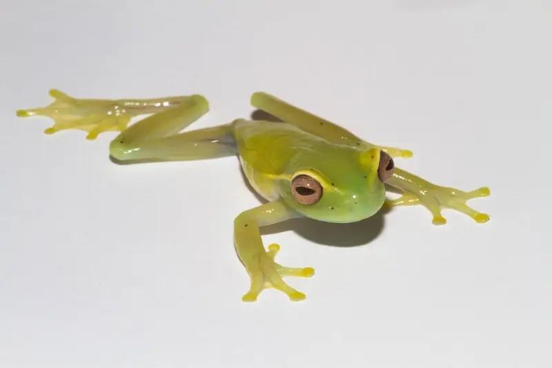 La Loma tree frog - Facts, Diet, Habitat & Pictures on Animalia.bio