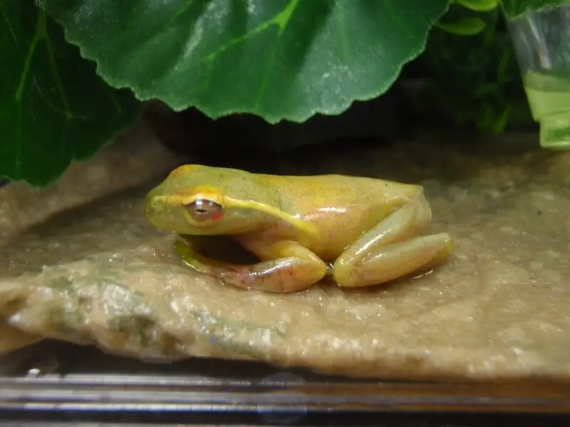 La Loma tree frog - Facts, Diet, Habitat & Pictures on Animalia.bio
