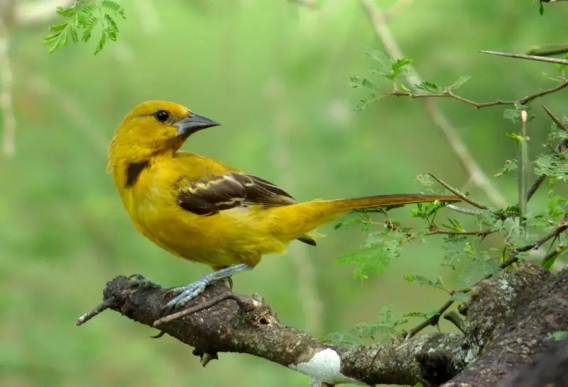 Icterus nigrogularis - факти, дієта, ареал і фотографії на Animalia.bio