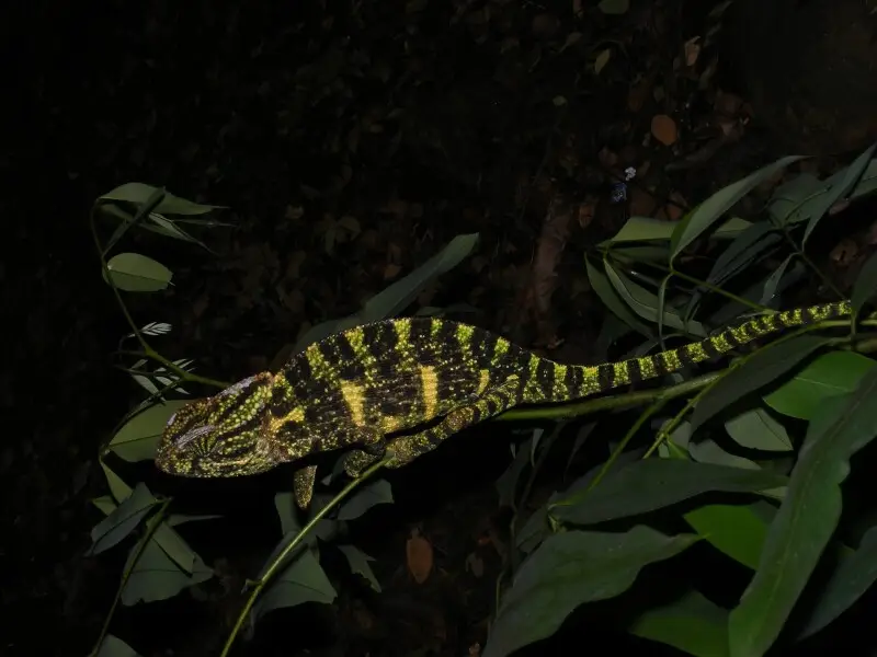 Indian chameleon - Facts, Diet, Habitat & Pictures on Animalia.bio