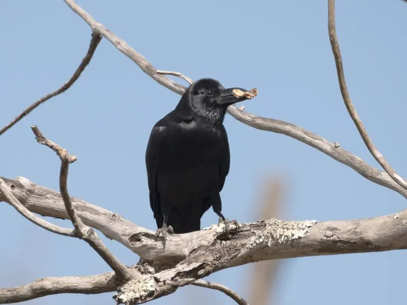 Indian jungle crow - Facts, Diet, Habitat & Pictures on Animalia.bio
