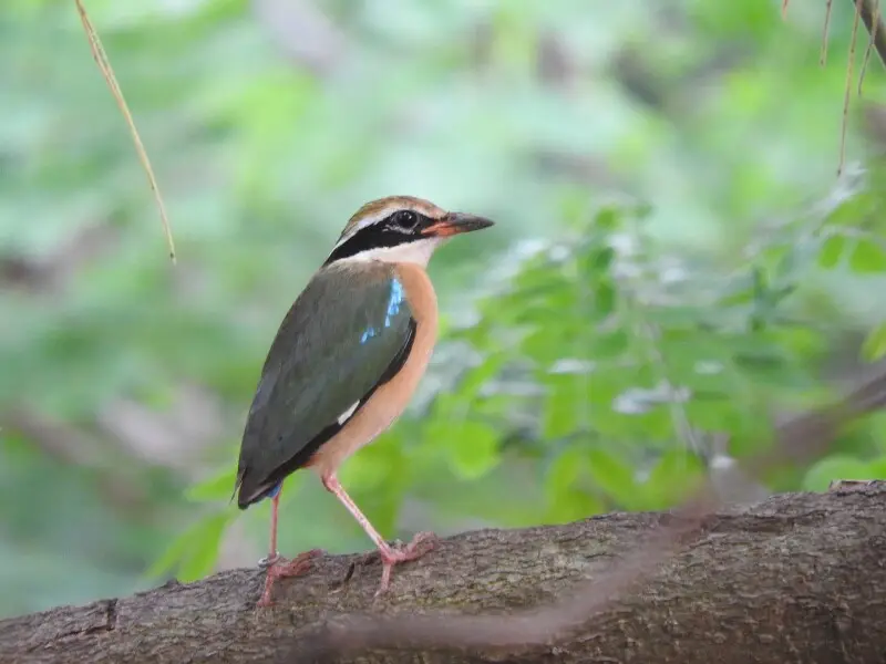 Indian pitta - Facts, Diet, Habitat & Pictures on Animalia.bio
