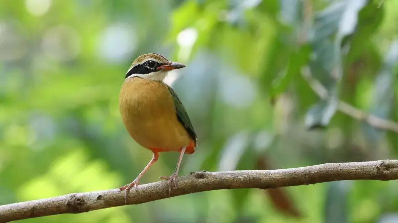Indian pitta - Facts, Diet, Habitat & Pictures on Animalia.bio