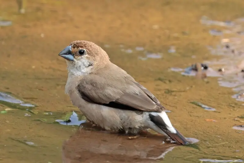Indian silverbill - Facts, Diet, Habitat & Pictures on Animalia.bio