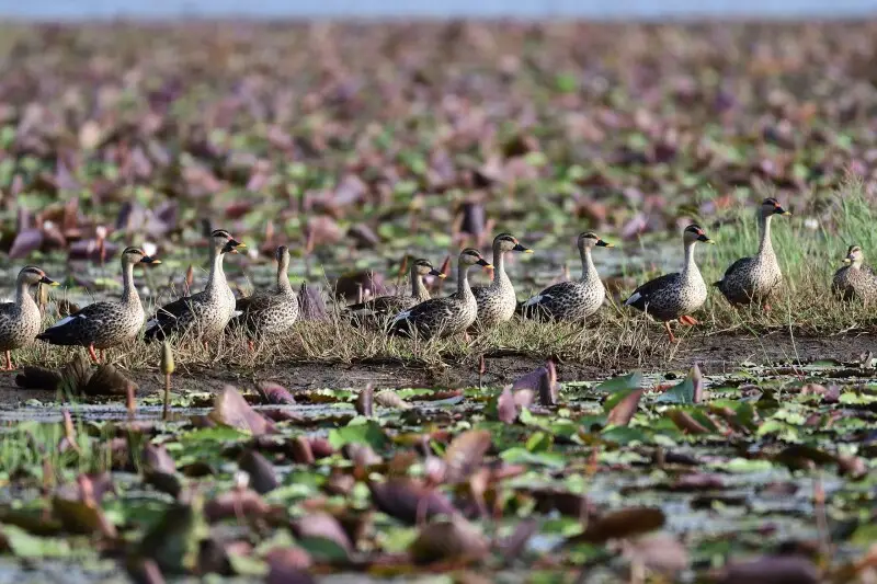 Indian spot-billed duck - Facts, Diet, Habitat & Pictures on Animalia.bio