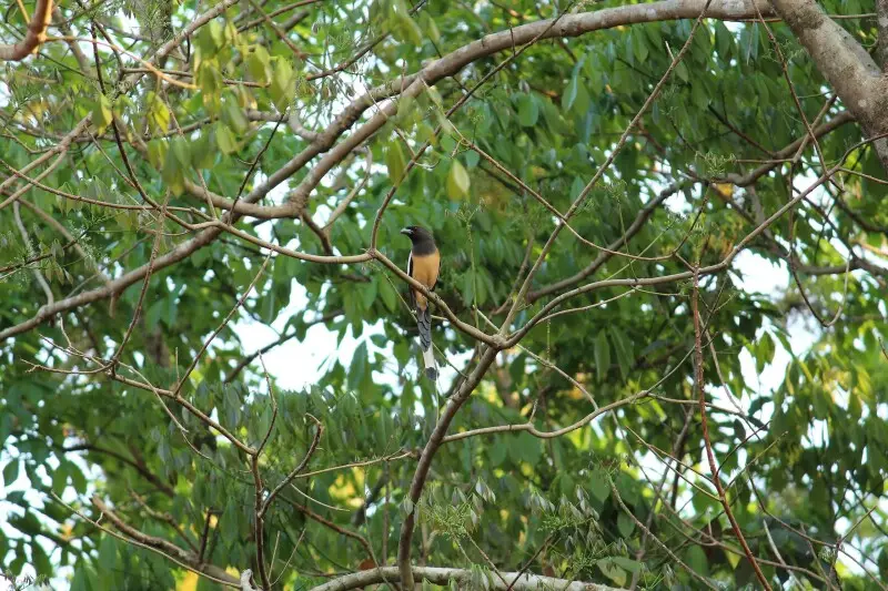Rufous treepie - Facts, Diet, Habitat & Pictures on Animalia.bio