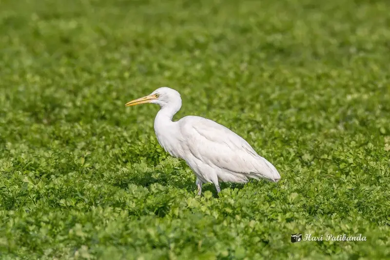 Intermediate egret - Facts, Diet, Habitat & Pictures on Animalia.bio