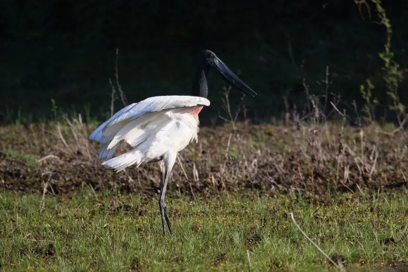 Jabiru - Facts, Diet, Habitat & Pictures on Animalia.bio