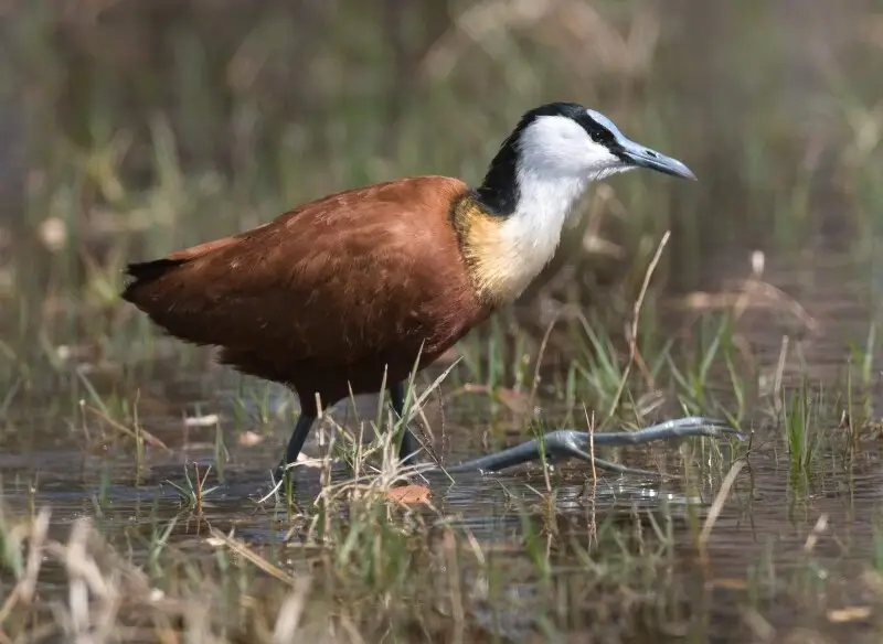 African jacana - Facts, Diet, Habitat & Pictures on Animalia.bio