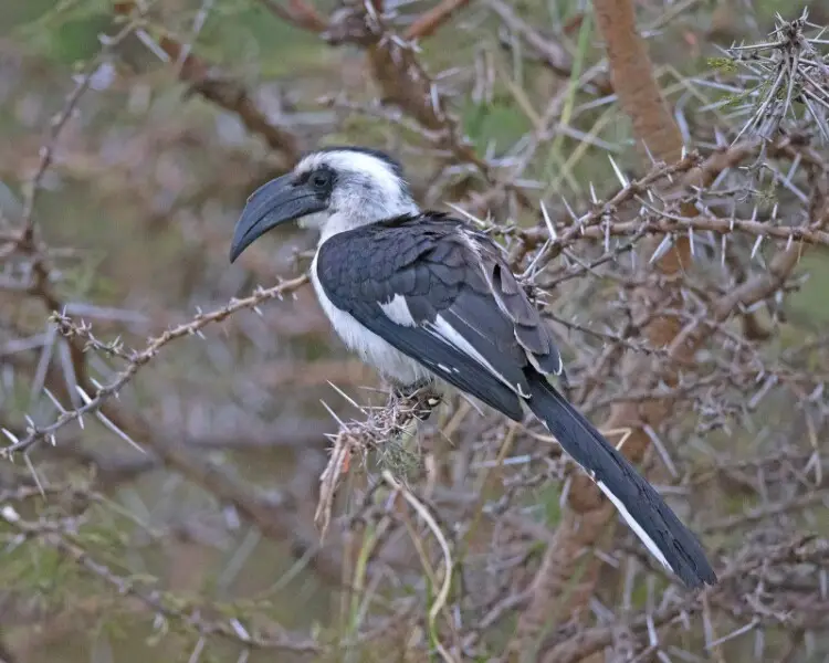 Jackson's hornbill - Facts, Diet, Habitat & Pictures on Animalia.bio