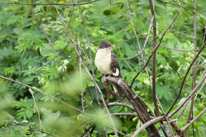 Jacobin cuckoo - Facts, Diet, Habitat & Pictures on Animalia.bio
