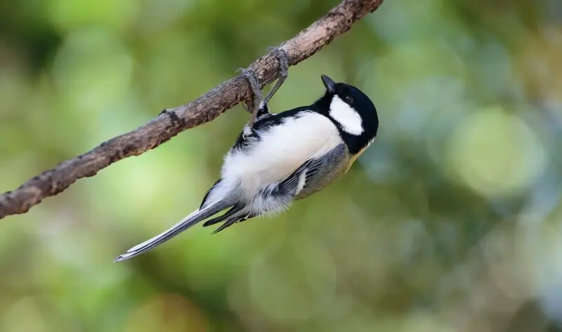 Japanese tit - Facts, Diet, Habitat & Pictures on Animalia.bio
