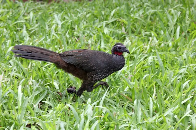 Rusty-margined guan - Facts, Diet, Habitat & Pictures on Animalia.bio