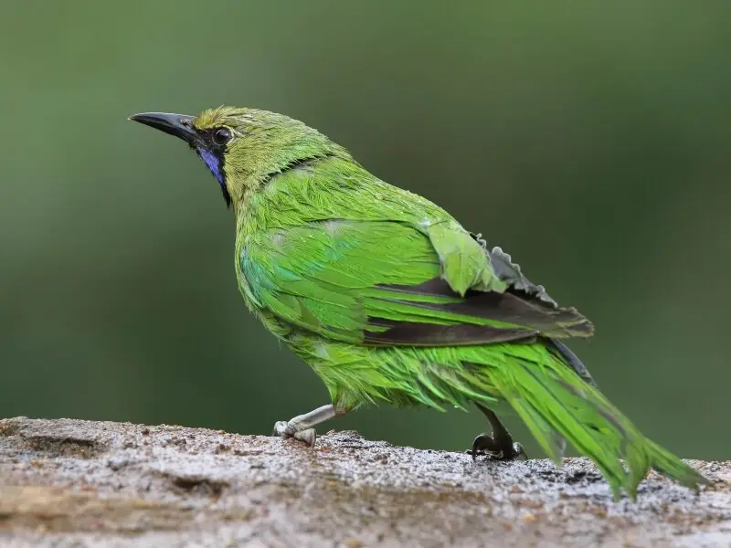 Jerdon's leafbird - Facts, Diet, Habitat & Pictures on Animalia.bio