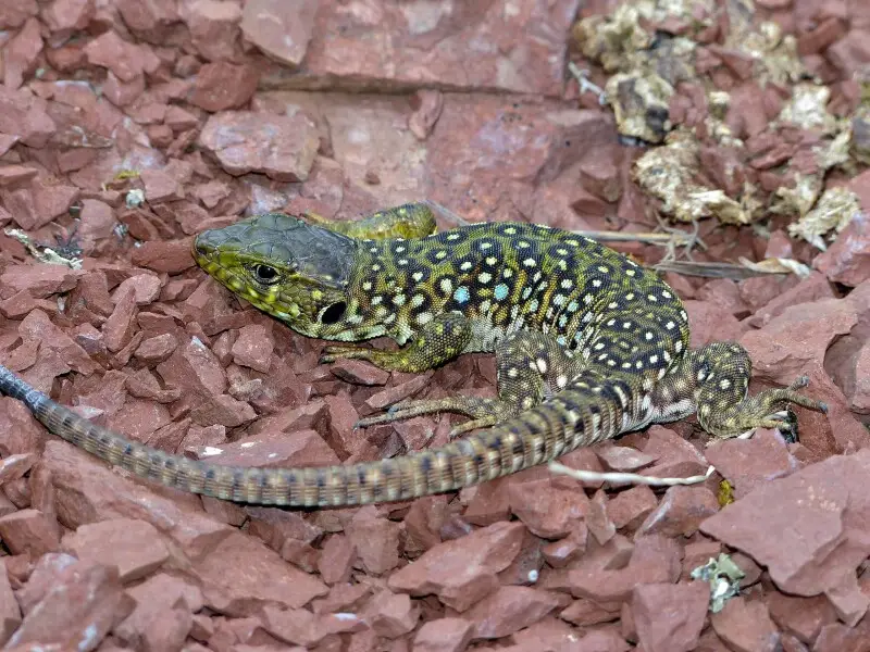 Ocellated lizard - Facts, Diet, Habitat & Pictures on Animalia.bio