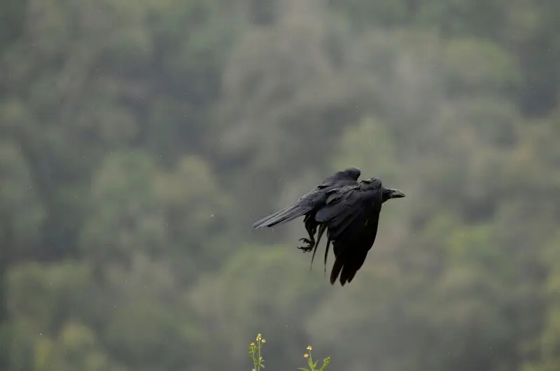 Indian jungle crow - Facts, Diet, Habitat & Pictures on Animalia.bio